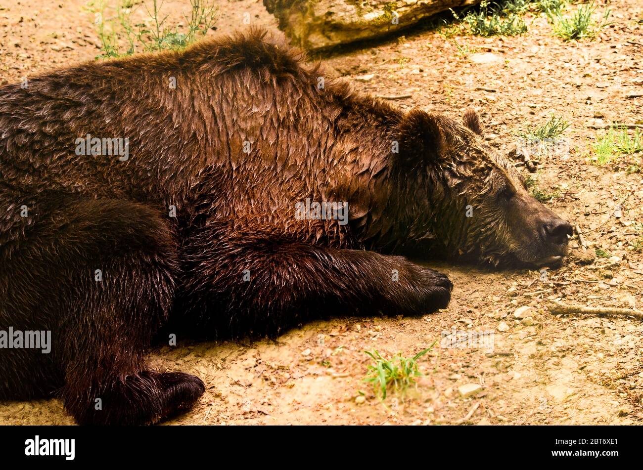 A strong, wet brown bear laying down and relax on the ground, looking ...