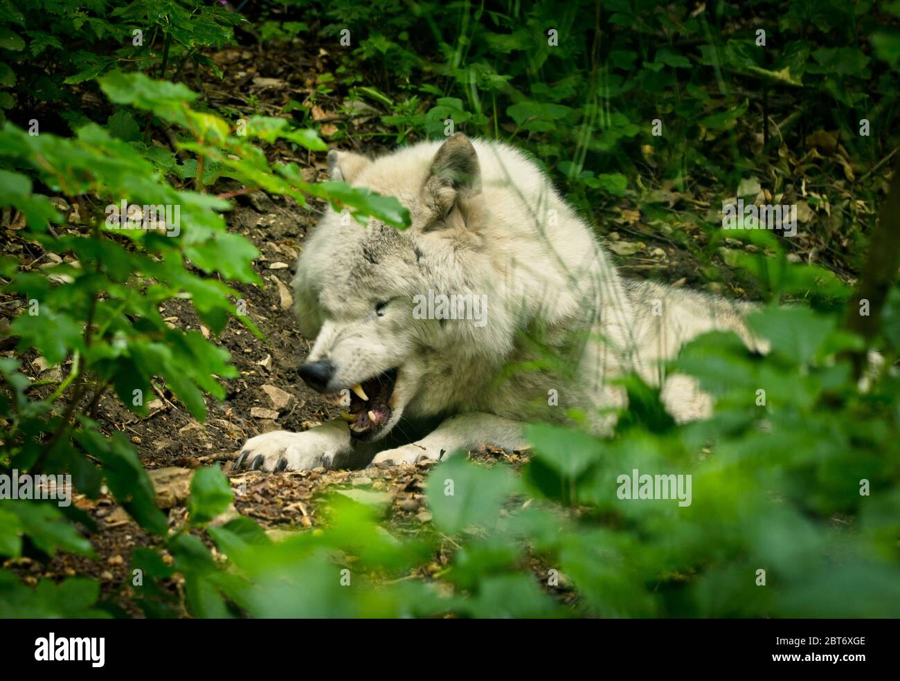 A beautiful white wolf with a warm pelt is dangerous snarling his teeth ...