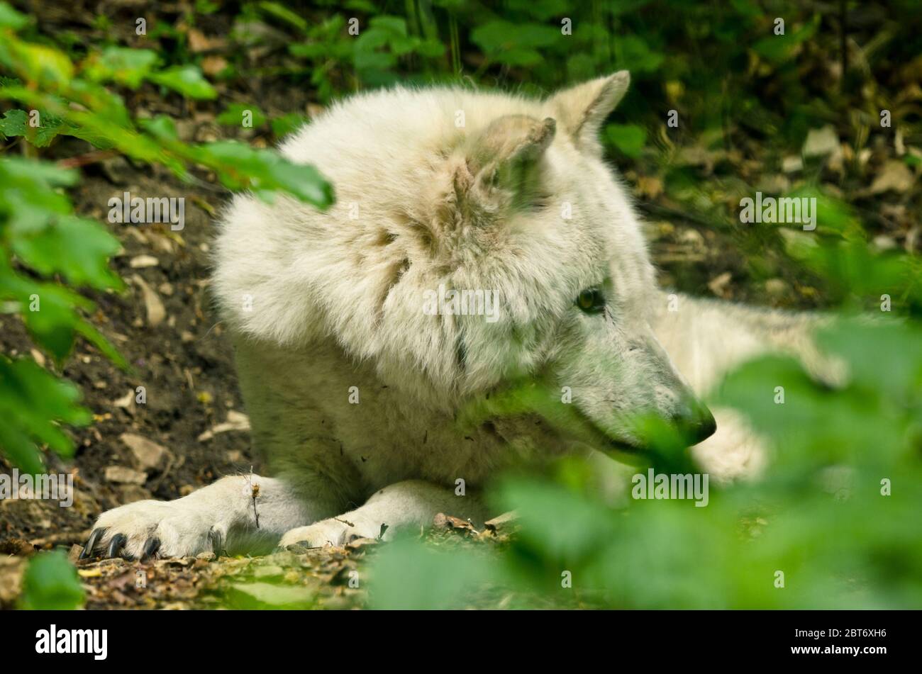 A beautiful white wolf with a warm pelt is hiding behind green plants ...