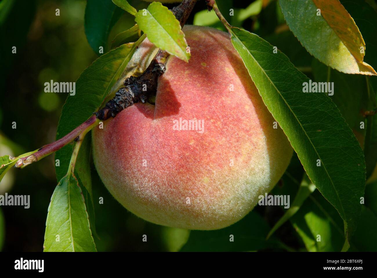 Peach orchard in full hi-res stock photography and images - Alamy