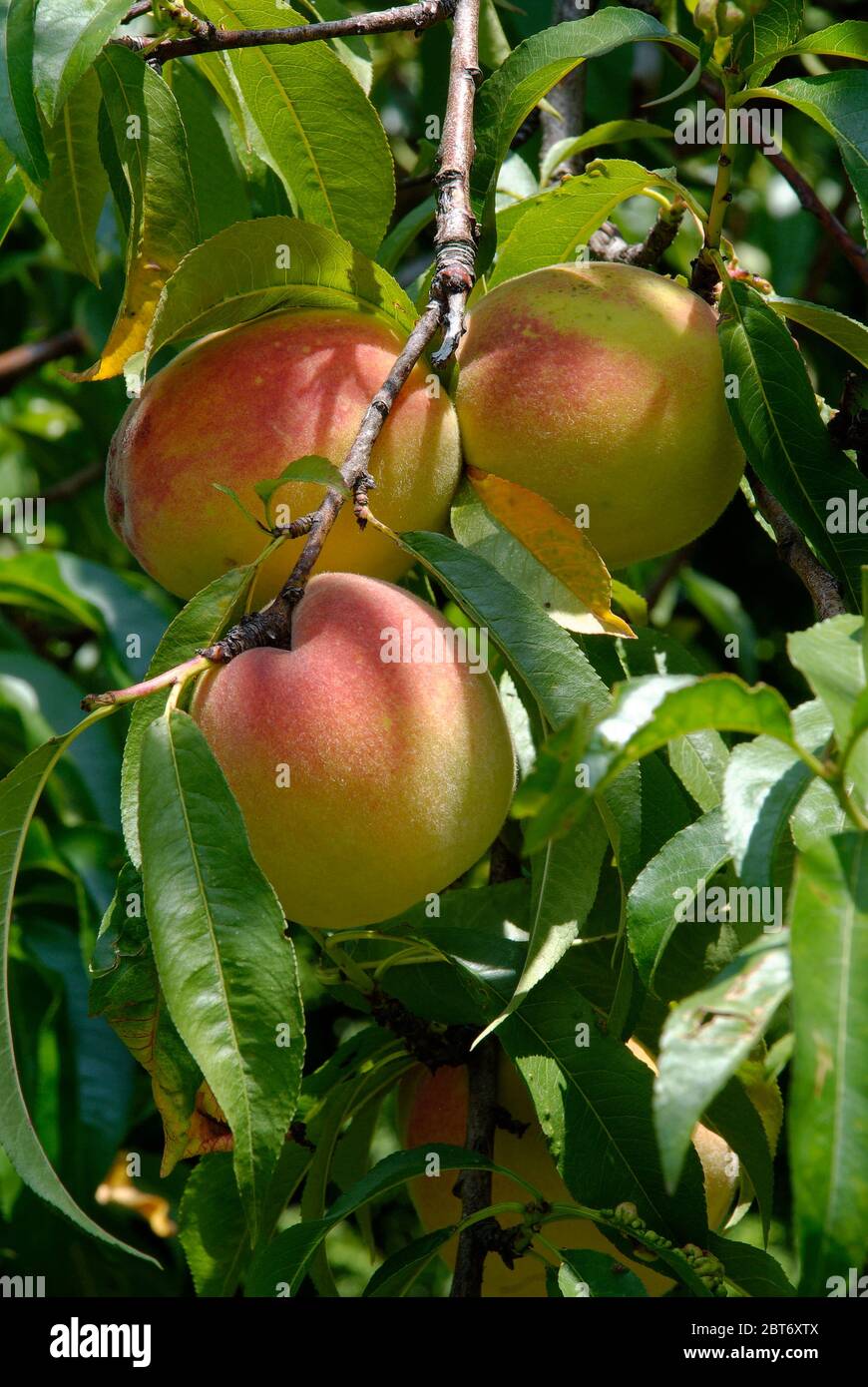 three big peaches in leaves - ripe large peaches on a branch in the ...