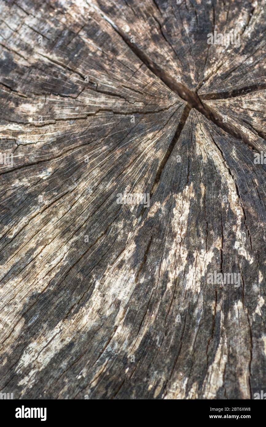 Cracked and split tree trunk cross section as exposed timber shrinks ...