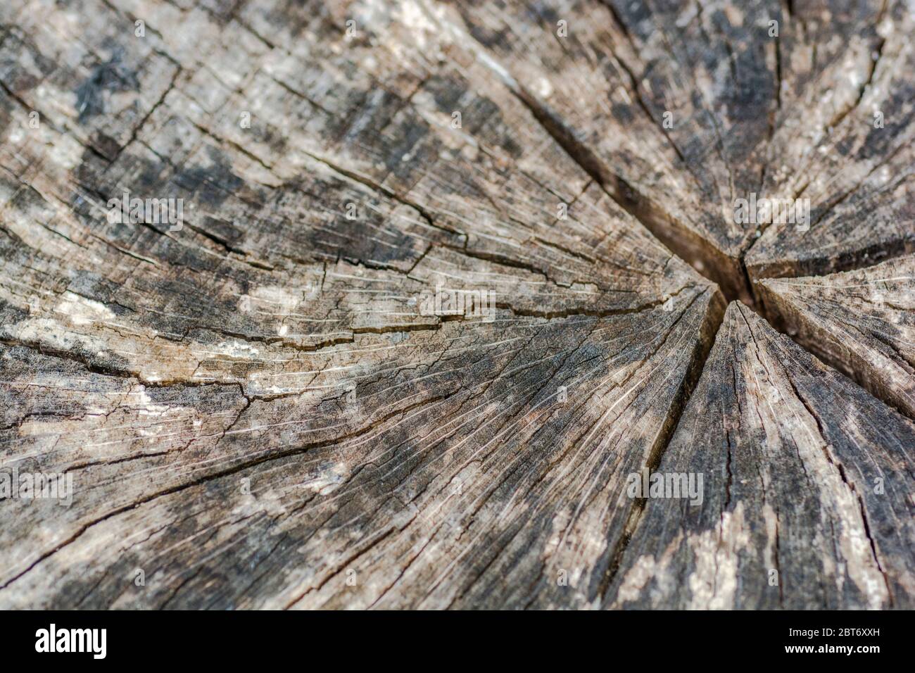 Cracked and split tree trunk cross section as exposed timber shrinks ...