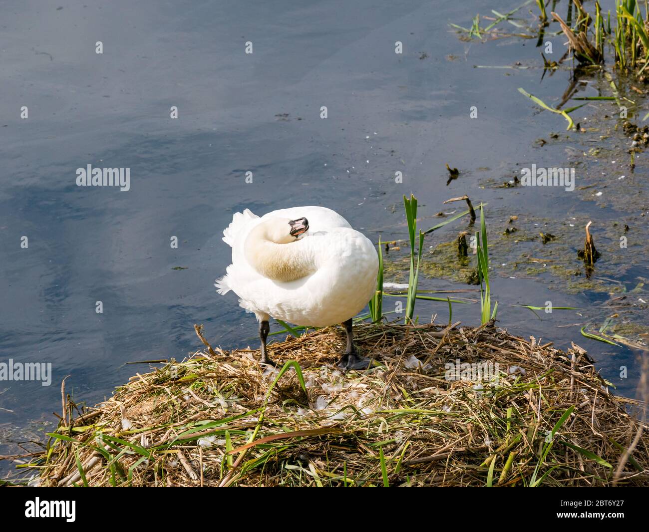 Female mute swan, Cygnus olor, preening after returning to nest, East Lothian, Scotland, UK ...