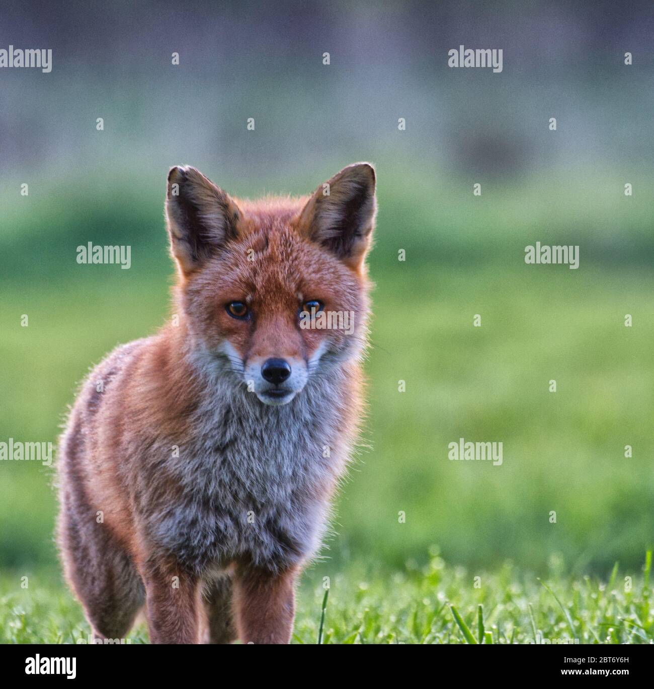 Hiding Fox Long Grass High Resolution Stock Photography and Images - Alamy