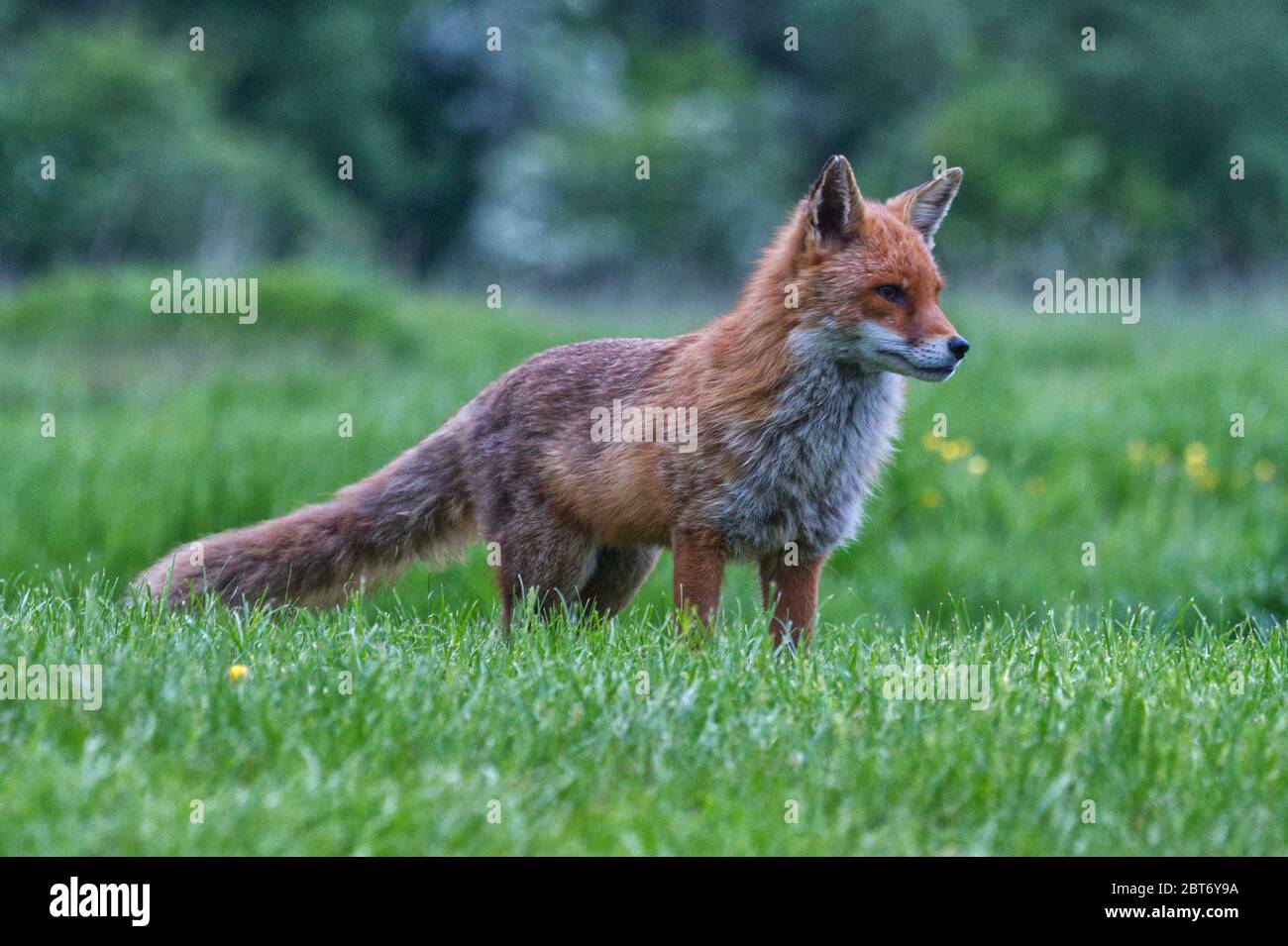 Fox effect hi-res stock photography and images - Alamy