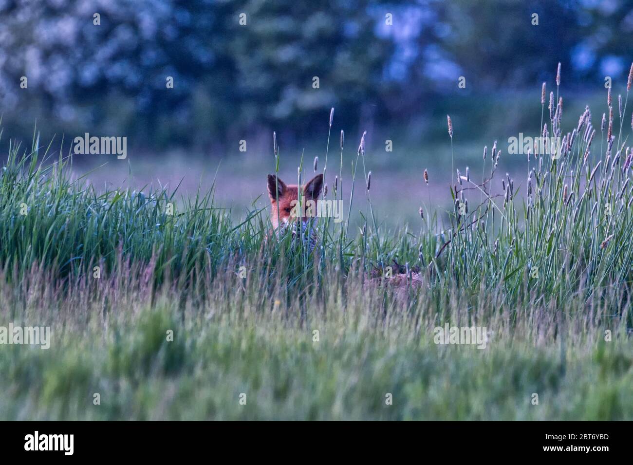 Fox effect hi-res stock photography and images - Alamy