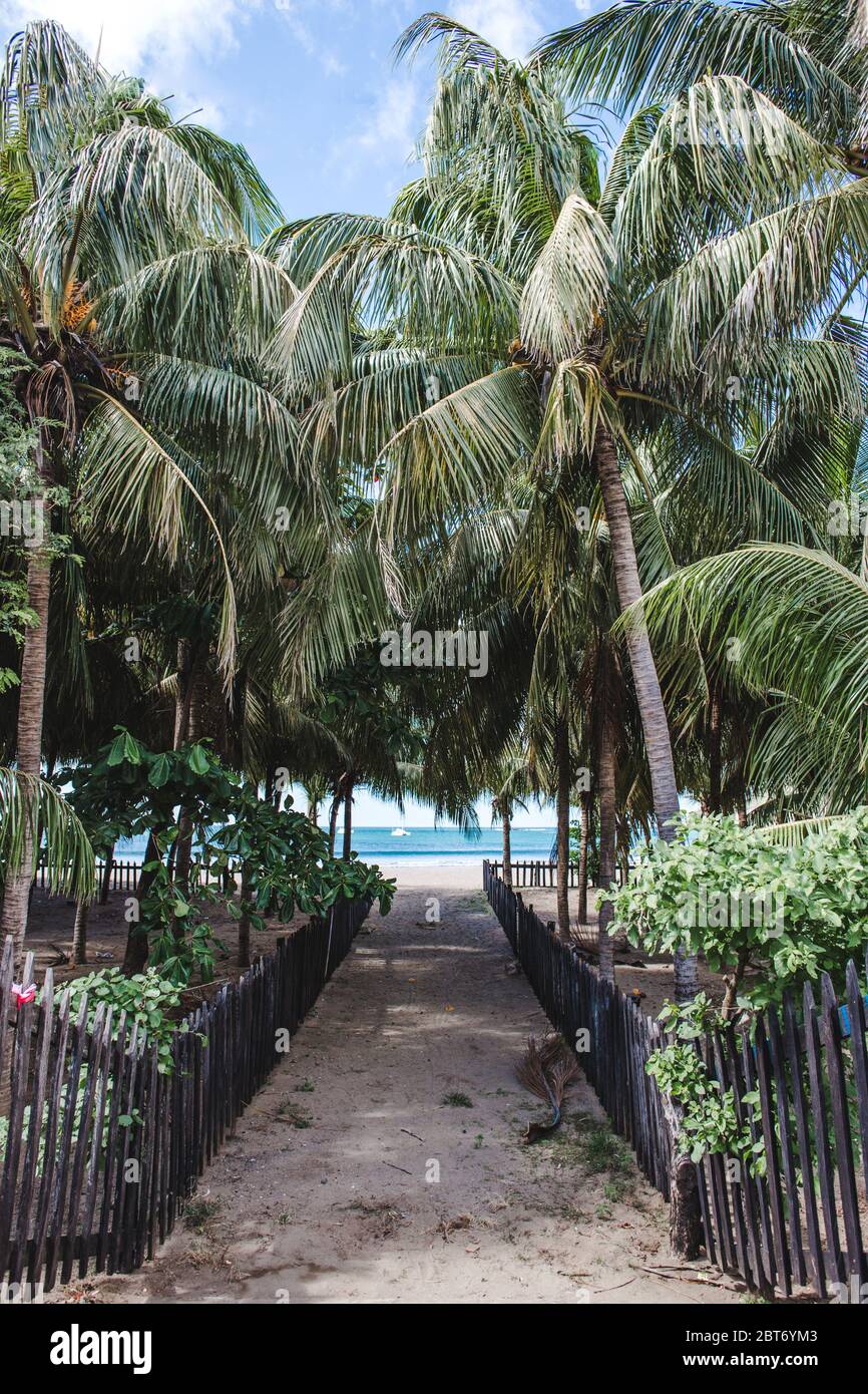 Jungle path lined by exotic palm trees down onto a paradise beach in ...