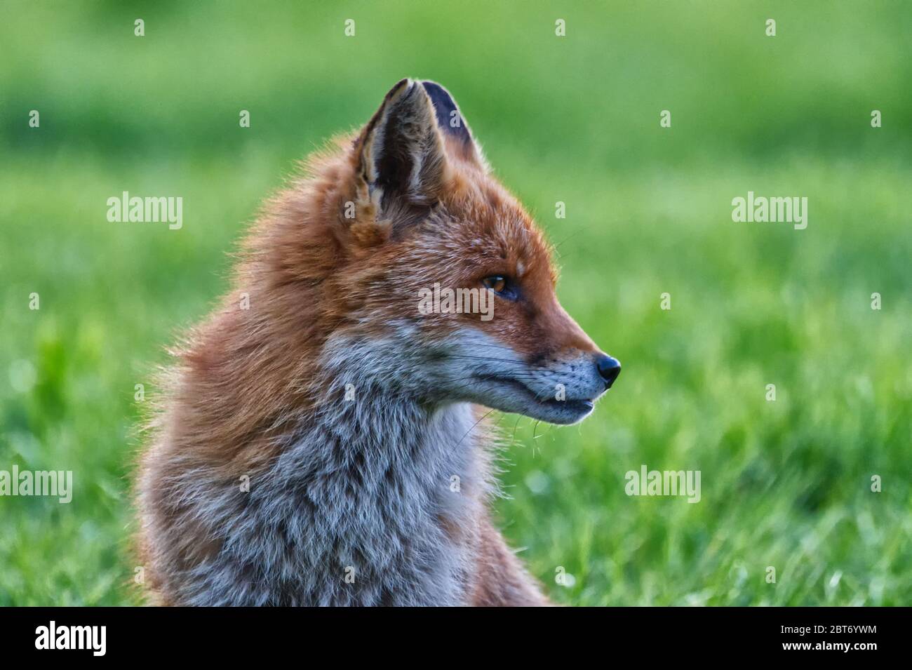 Hiding fox long grass hi-res stock photography and images - Alamy
