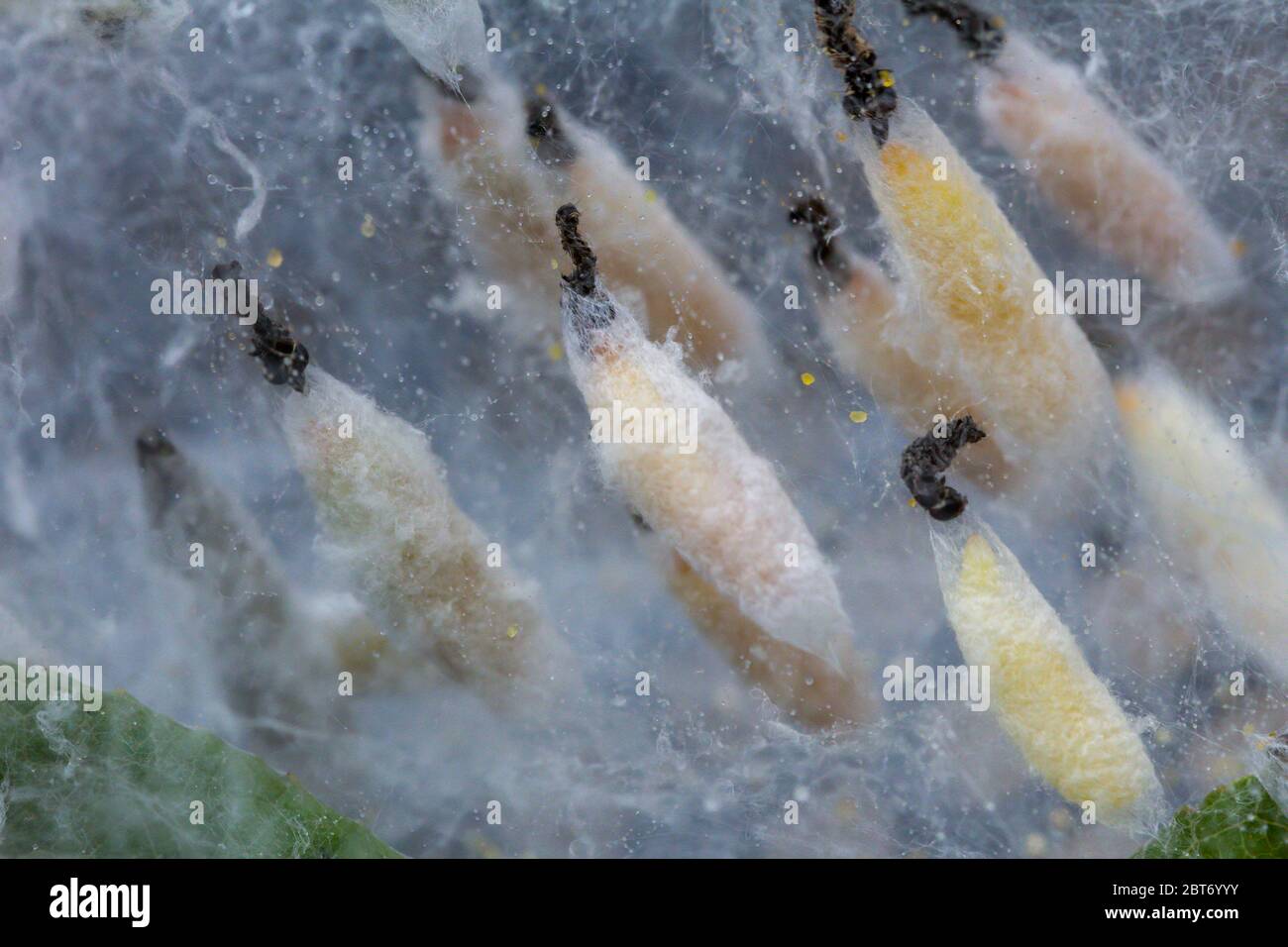 Ermine moth caterpillars in the pupa, cocoon, stage of their ...