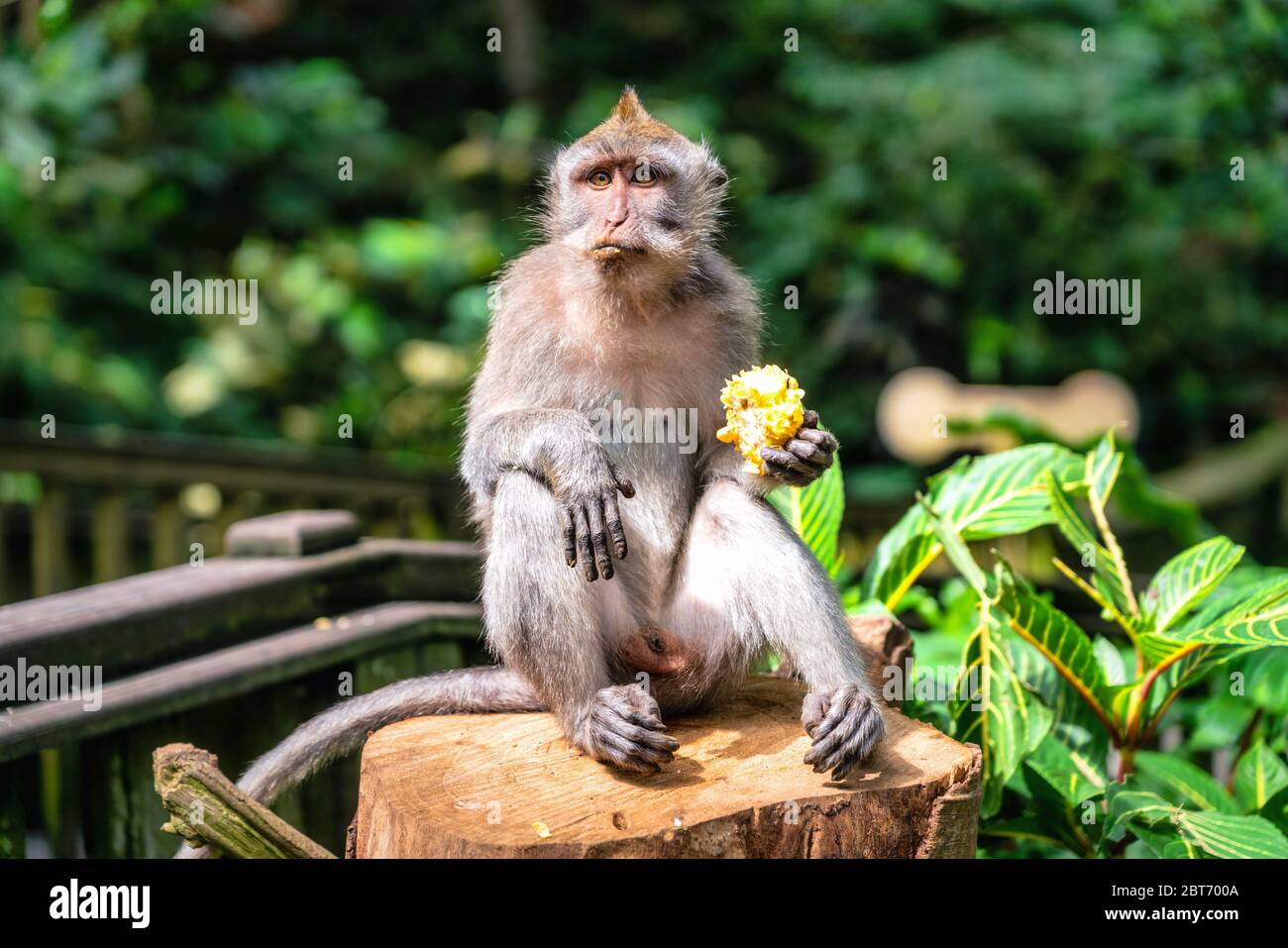 Close up photo of monkey macaca eating corn (maize Stock Photo - Alamy