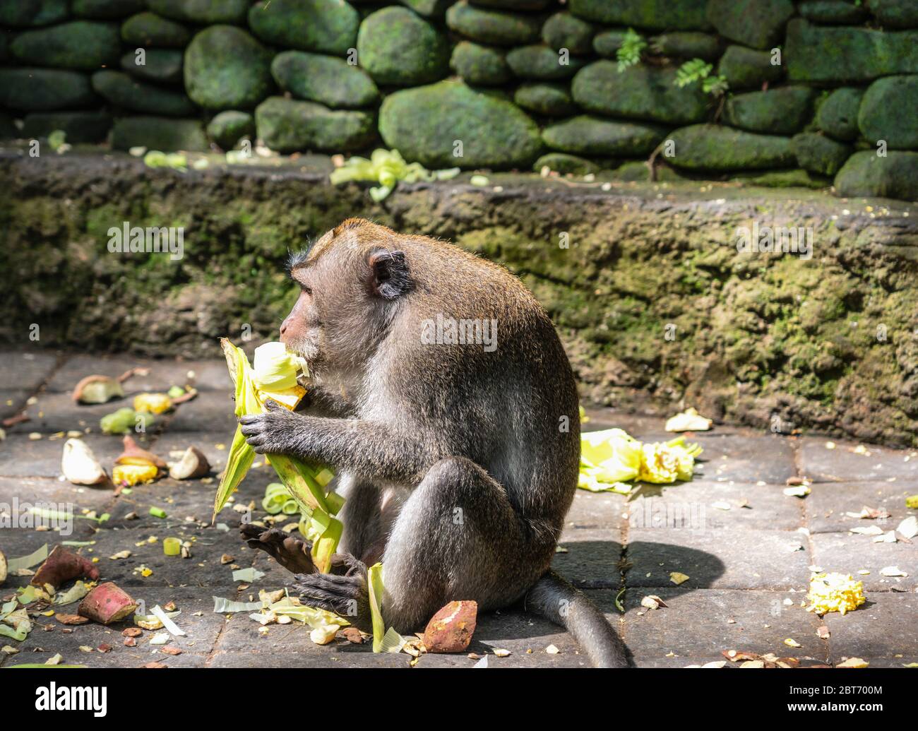 Monkey eat corn hi-res stock photography and images - Alamy