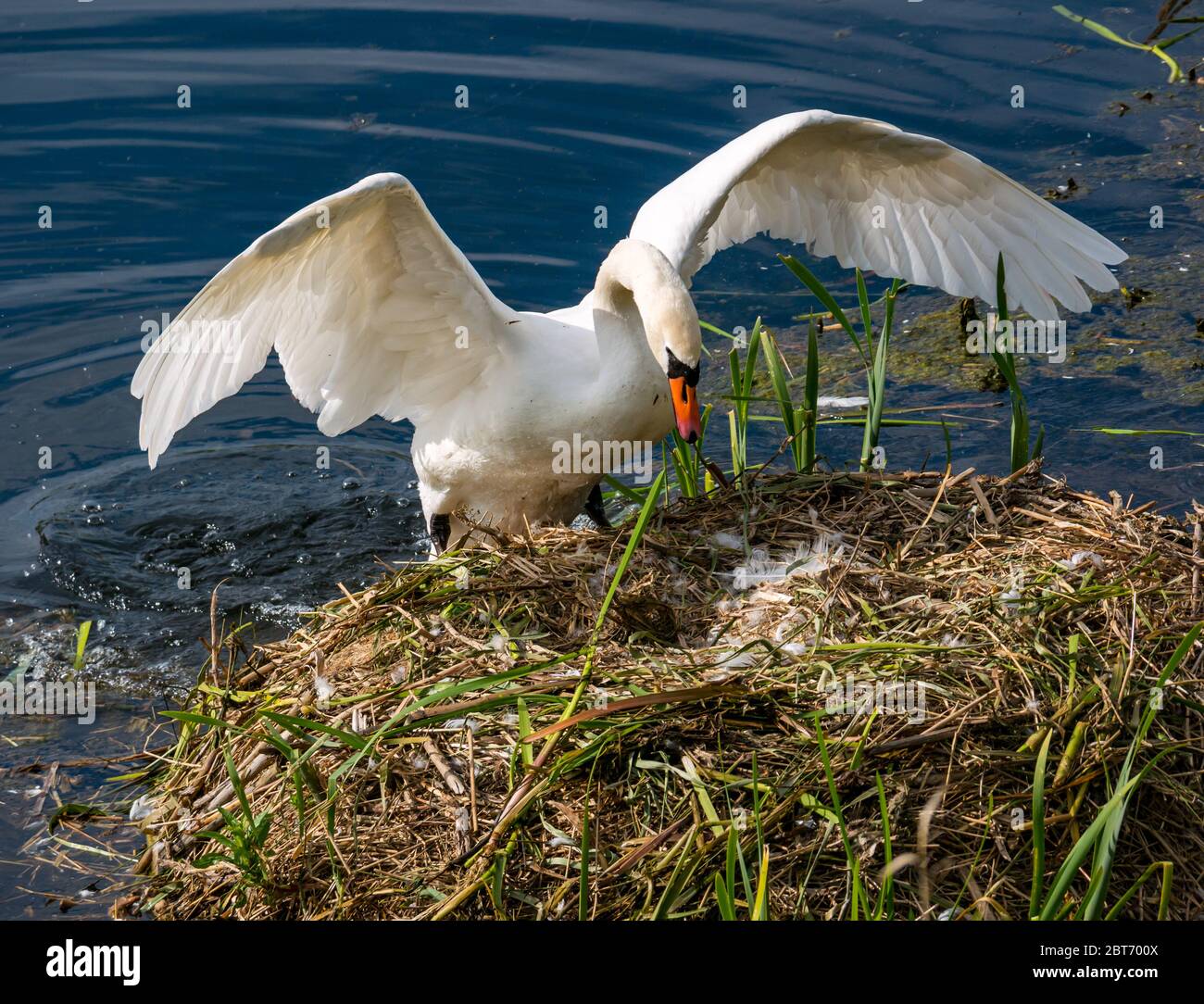 Female mute swan, Cygnus olor, returning to nest in reservoir, East Lothian, Scotland, UK Stock ...