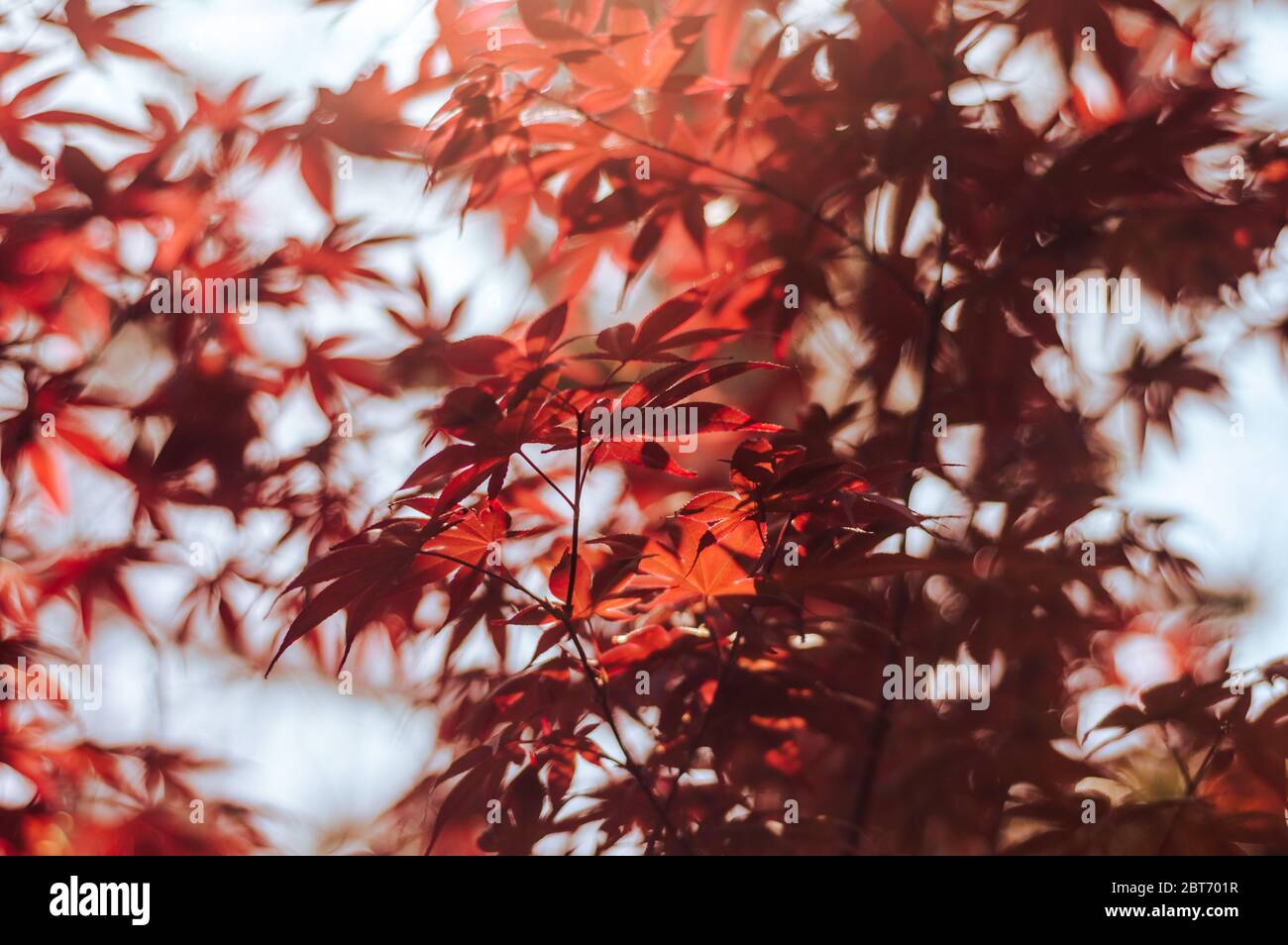 Japanese Maple Autumn leaves Stock Photo - Alamy