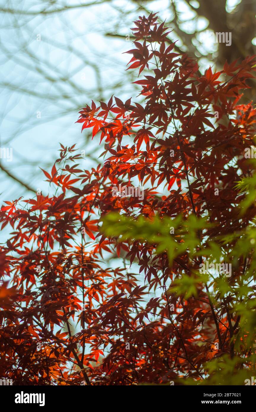 Japanese Maple Autumn leaves Stock Photo - Alamy