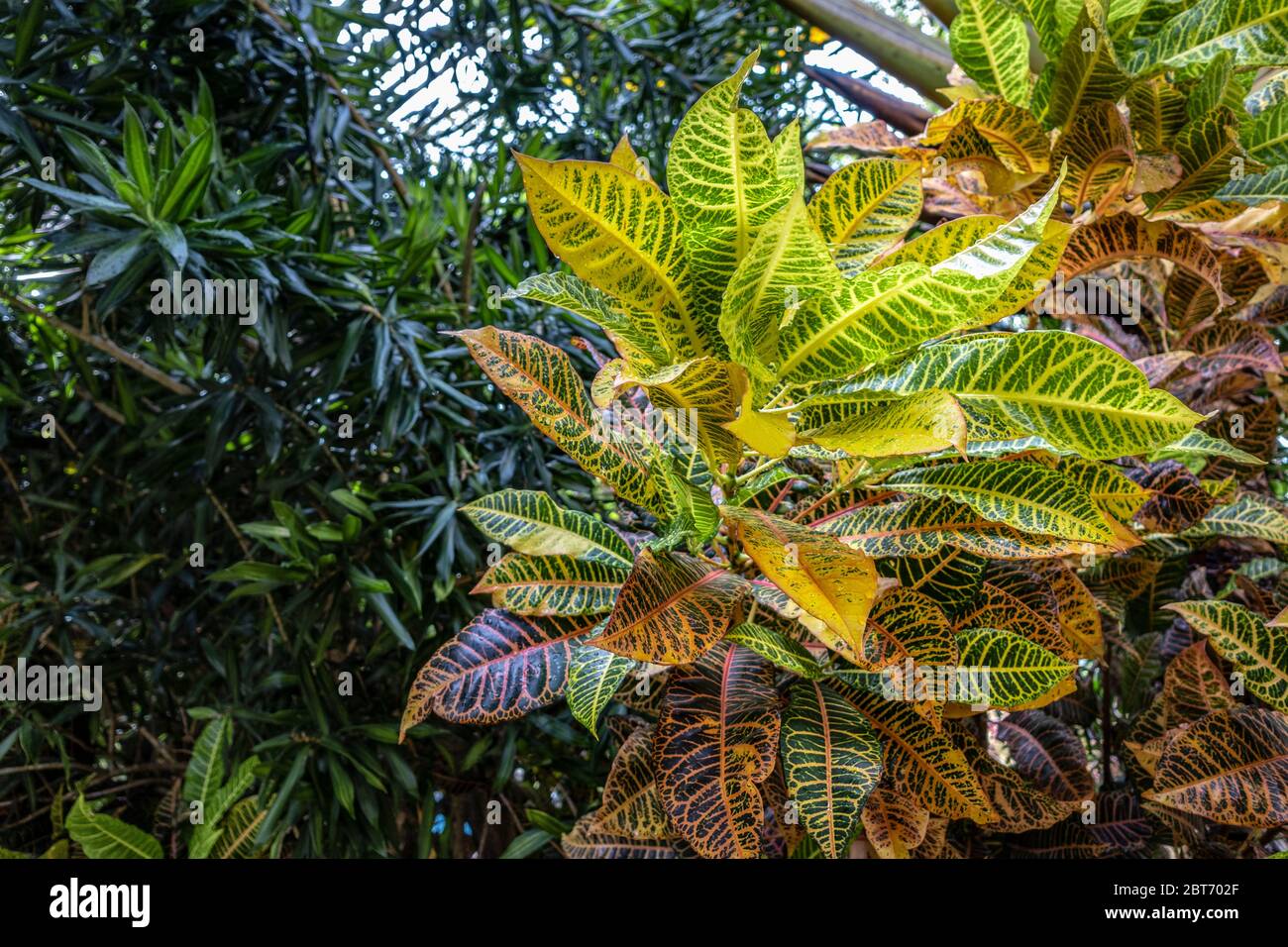 Colorful Croton, Variegated Laurel, Close up of Croton leaves, plant in ...