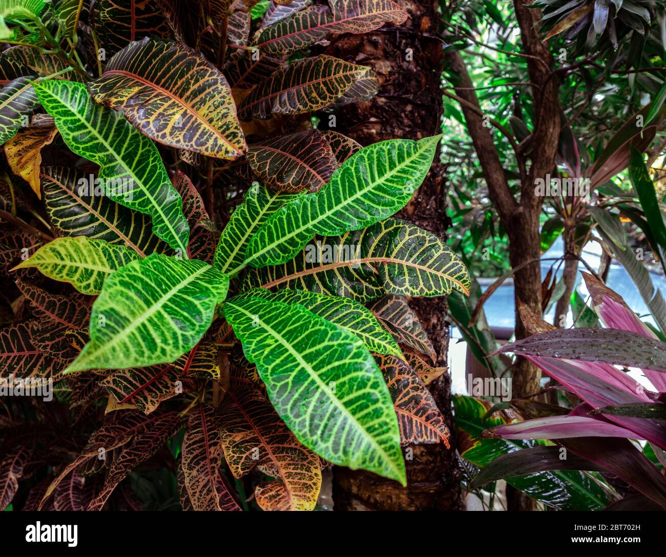 Colorful Croton, Variegated Laurel, Close up of Croton leaves, plant in ...