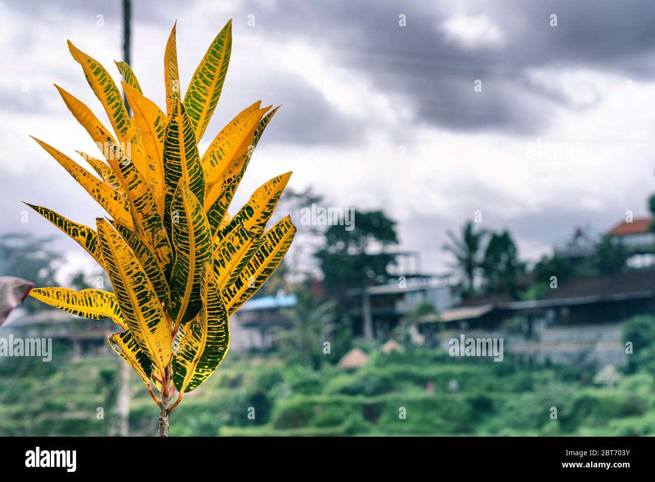 Close view at croton tree leaves, they are used as live fence on rice ...