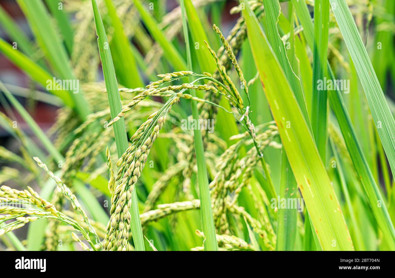 Gold paddy hi-res stock photography and images - Alamy