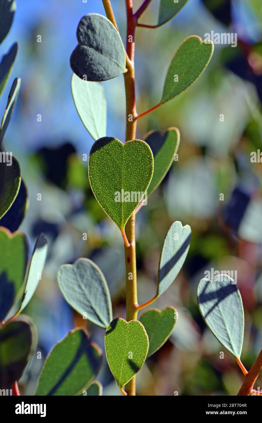 Heart shaped leaves of the Heart-Leaf Mallee, Eucalyptus websteriana ...