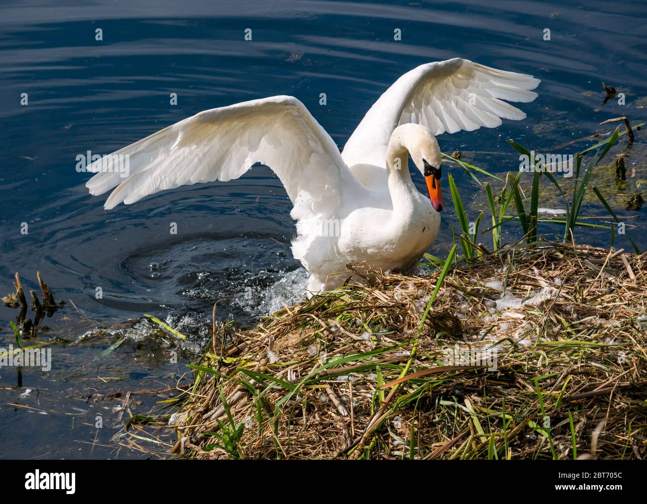 Female mute swan, Cygnus olor, returning to nest in reservoir, East Lothian, Scotland, UK Stock ...