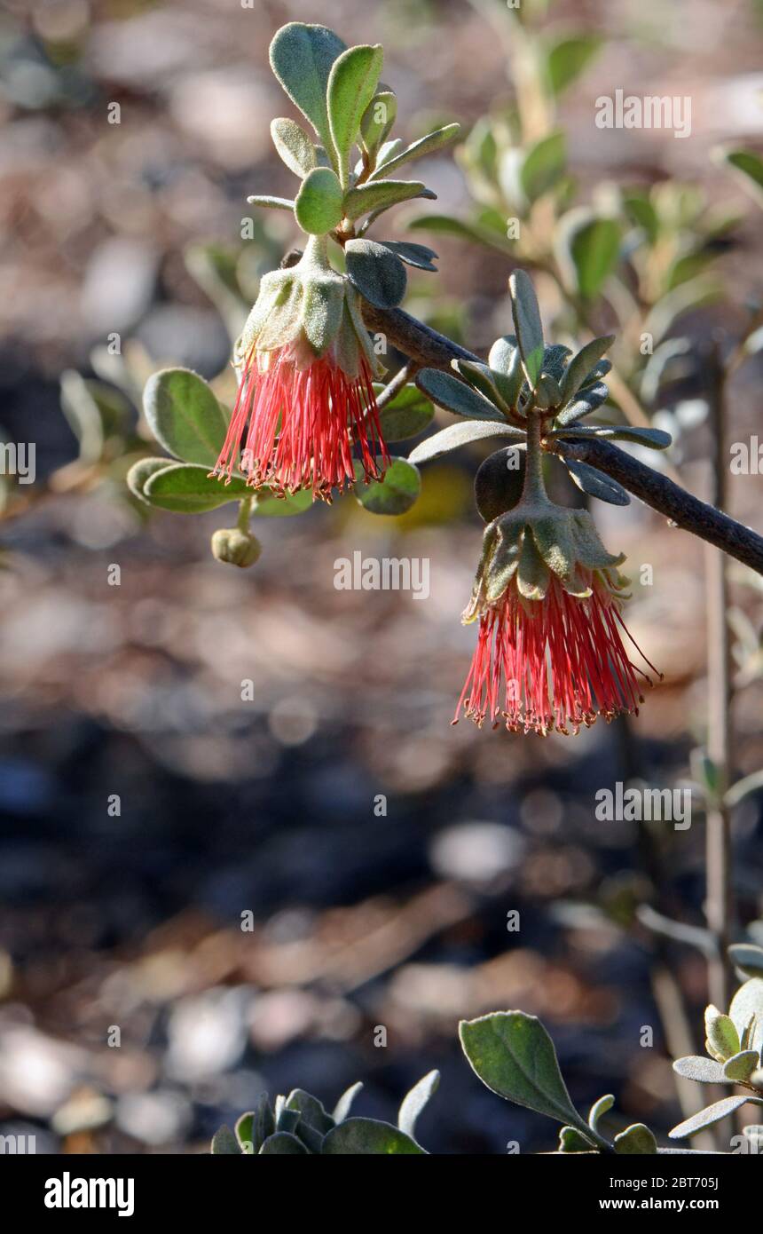Red flower of the Australian native Wild Rose, Diplolaena mollis ...