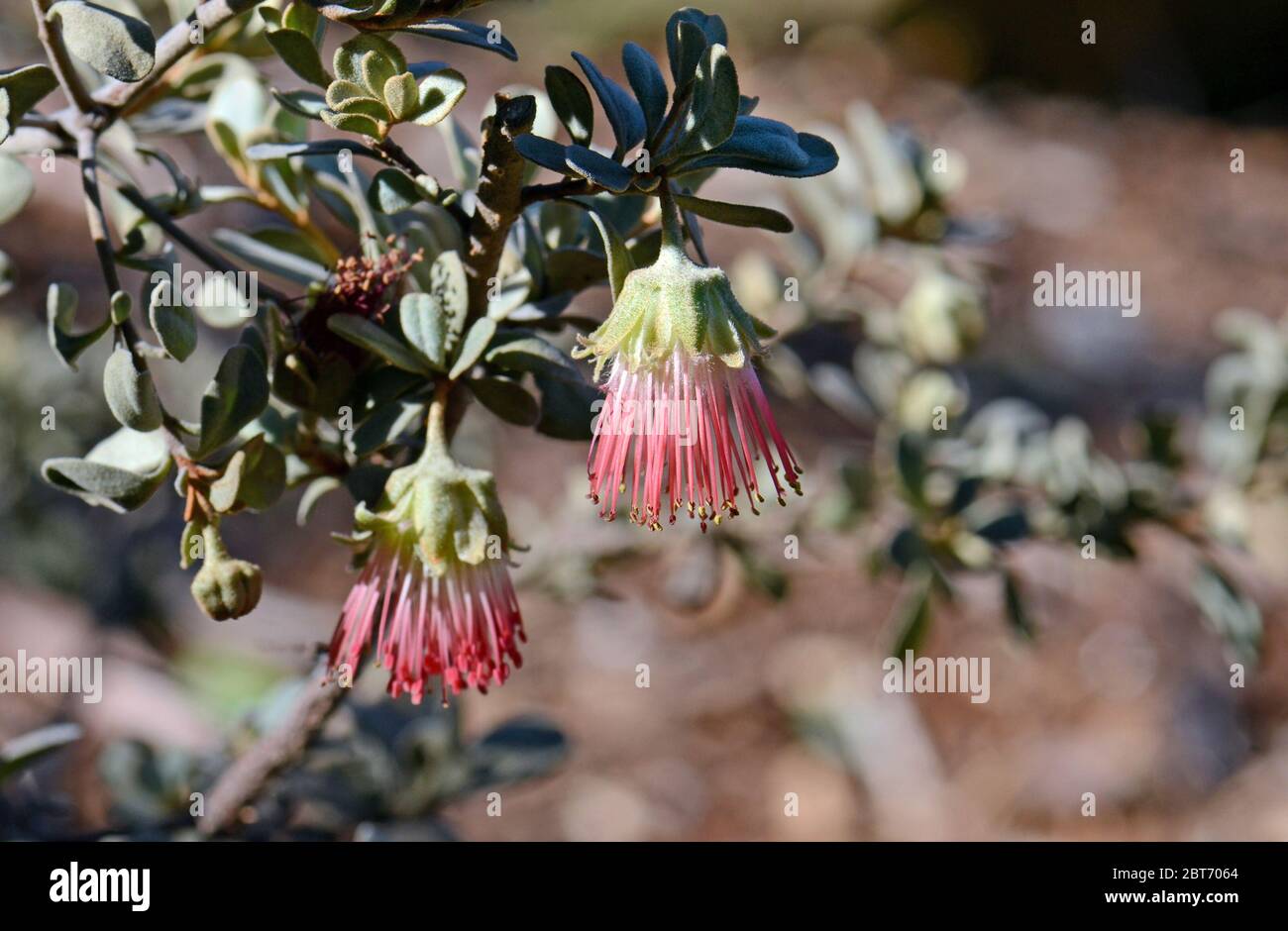 Pink flower of the Australian native Wild Rose, Diplolaena mollis ...