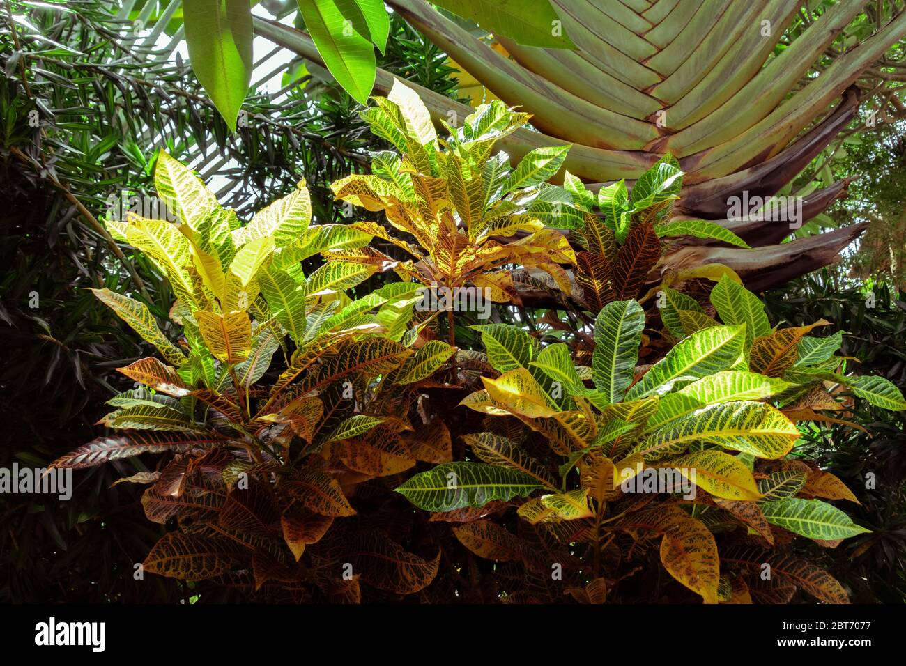 Colorful Croton, Variegated Laurel, Close up of Croton leaves, plant in ...
