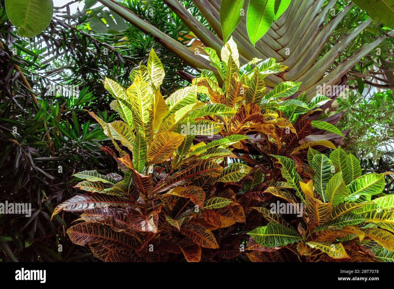 Colorful Croton, Variegated Laurel, Close up of Croton leaves, plant in ...