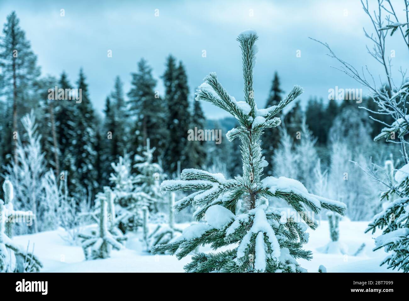 Close photo at very young spruce tree covered by much hoarfrost. Older ...