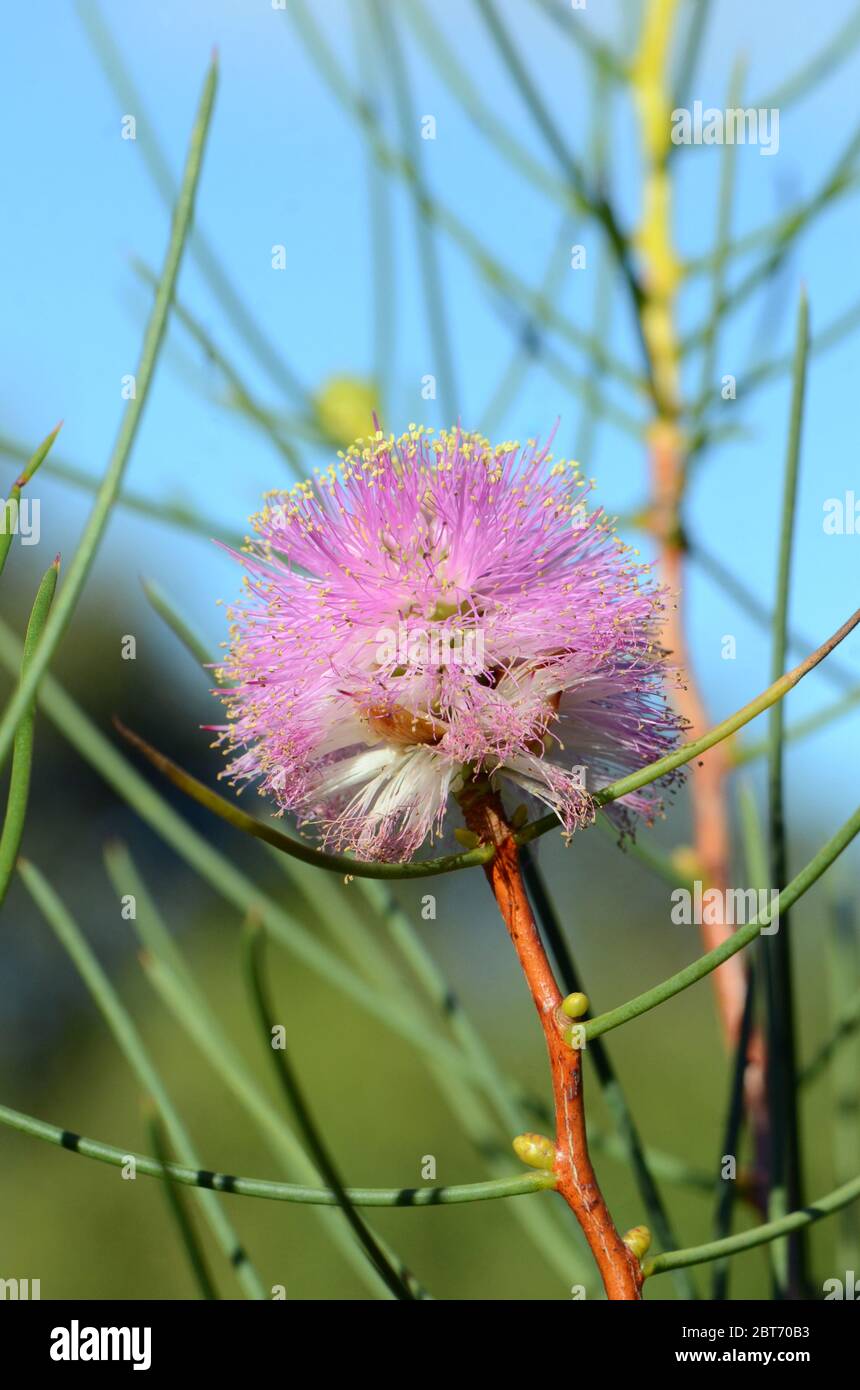 West australian wildflowers hi-res stock photography and images - Alamy