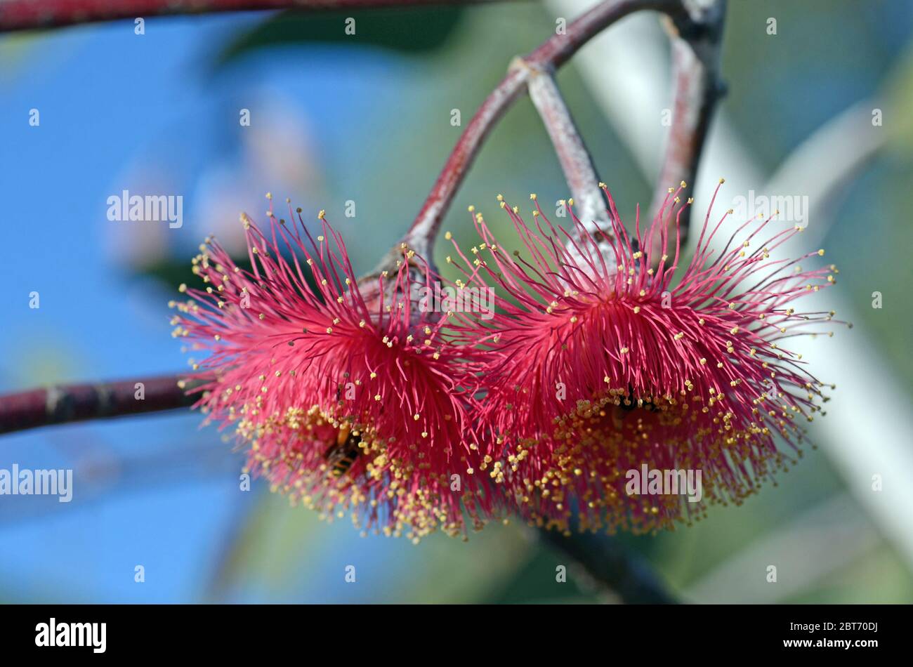 Two pink blossoms of the Australian native mallee tree Eucalyptus ...