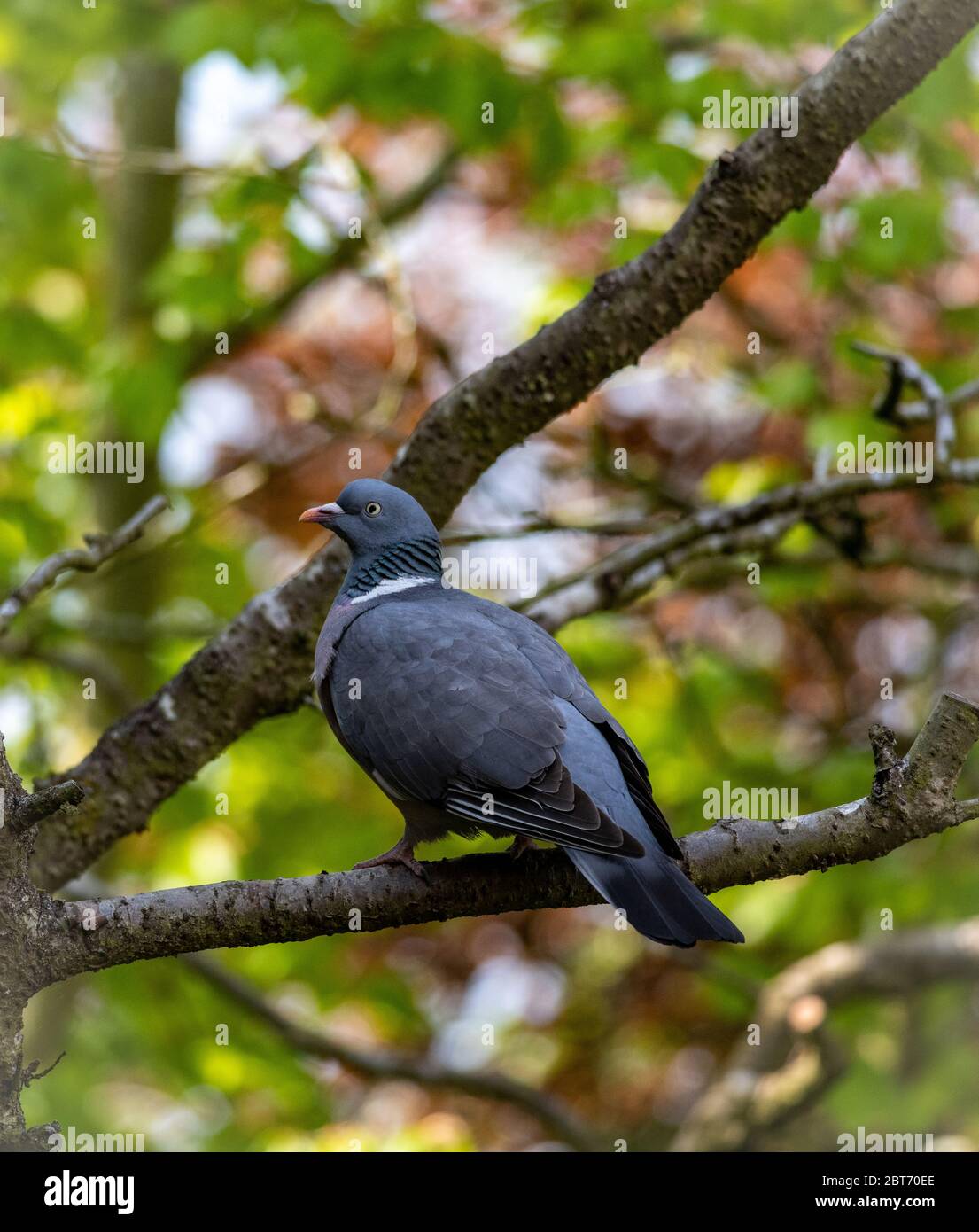 Wood pigeon sitting in tree Stock Photo - Alamy
