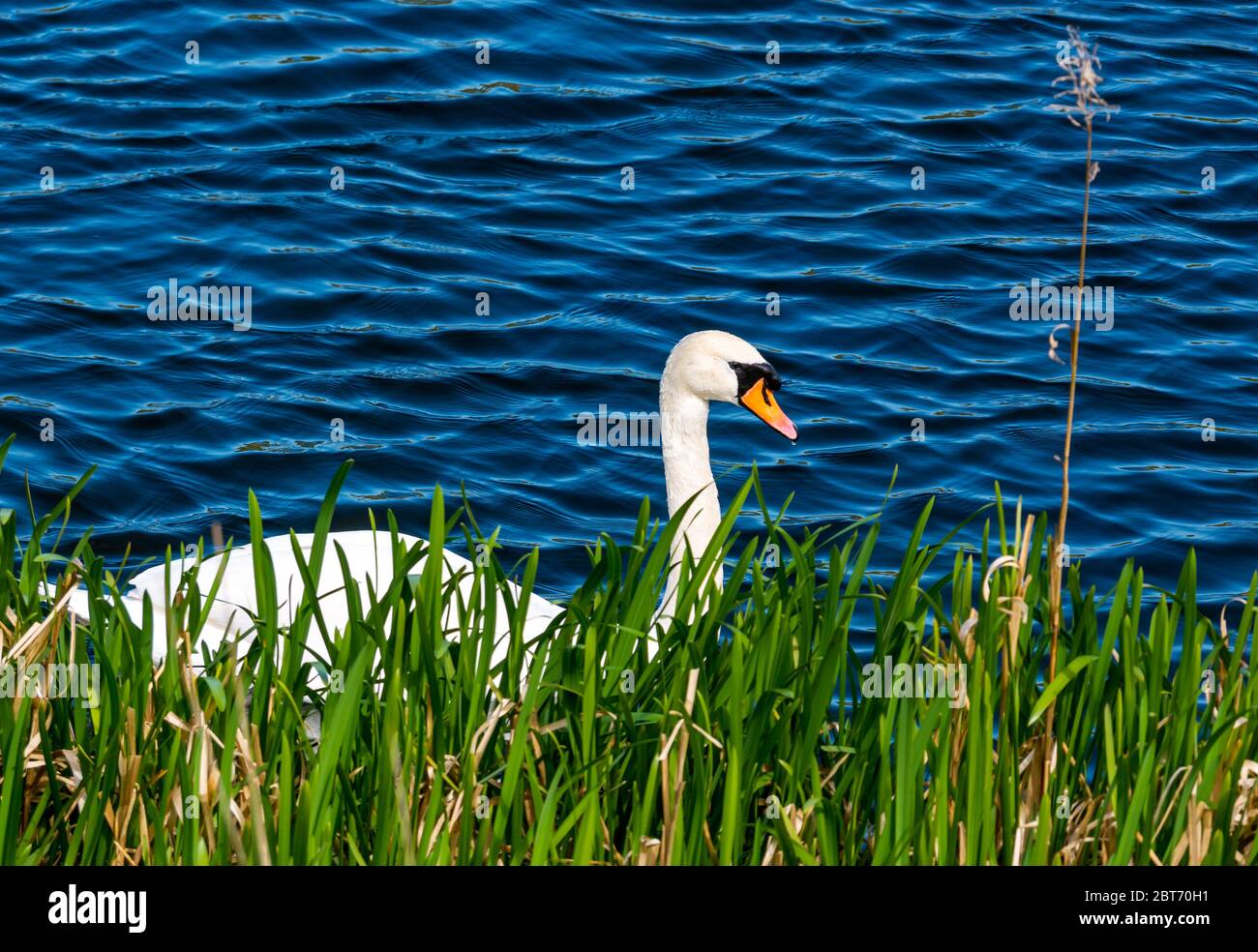Male swan in reservoir in sunshine next to reeds, East Lothian ...