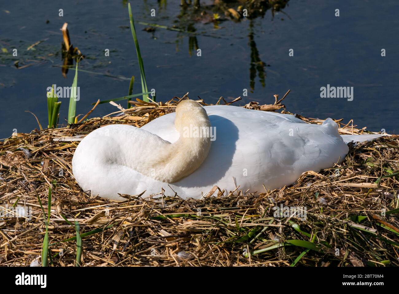 Female mute swan, Cygnus olor, sitting on nest in sunshine in reservoir, East Lothian, Scotland ...