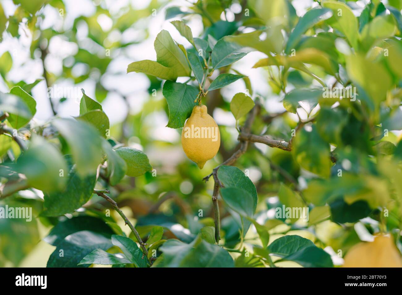 Yellow lemons on a tree, lemon trees in pots, close-up Stock Photo - Alamy