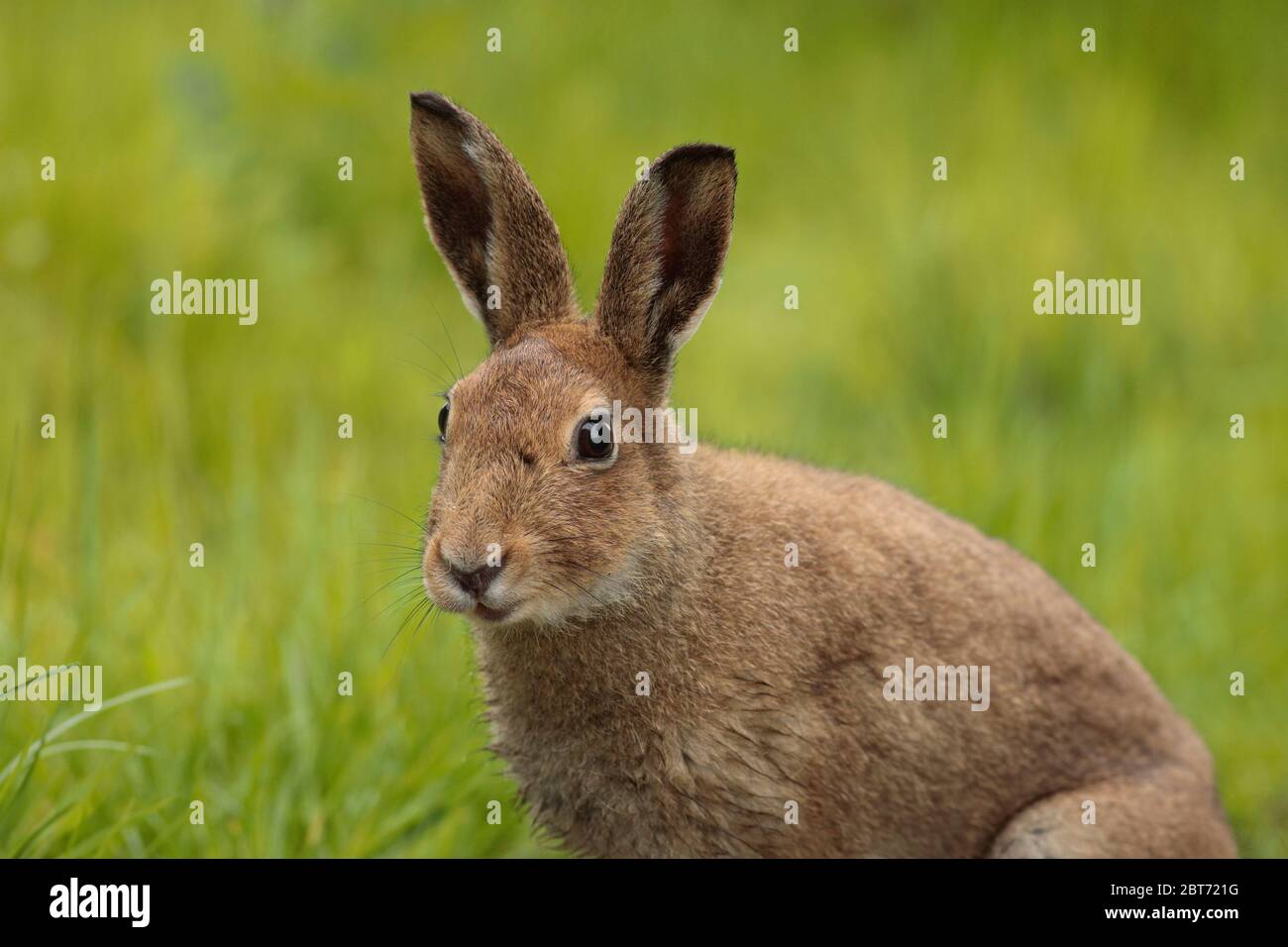 Photographing Hares High Resolution Stock Photography and Images - Alamy