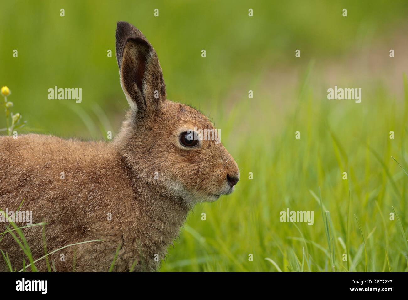 Irish fauna hi-res stock photography and images - Alamy