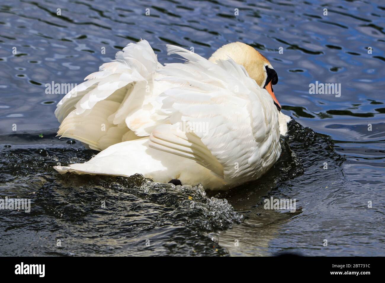Male swan on nest hi-res stock photography and images - Alamy