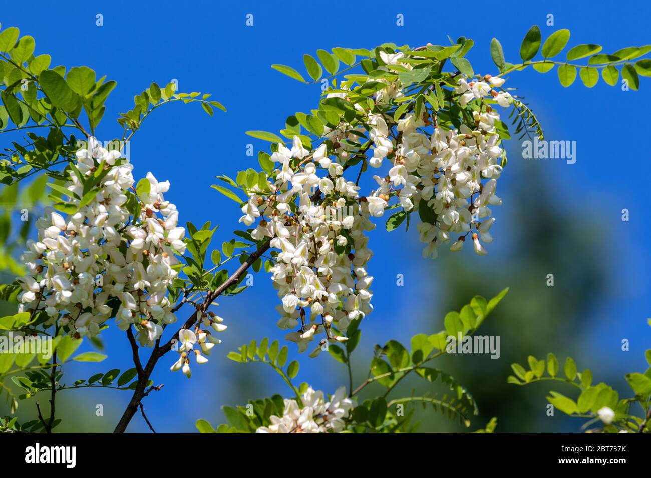 A branch with flowers of Robinia pseudoacacia, commonly known in its ...