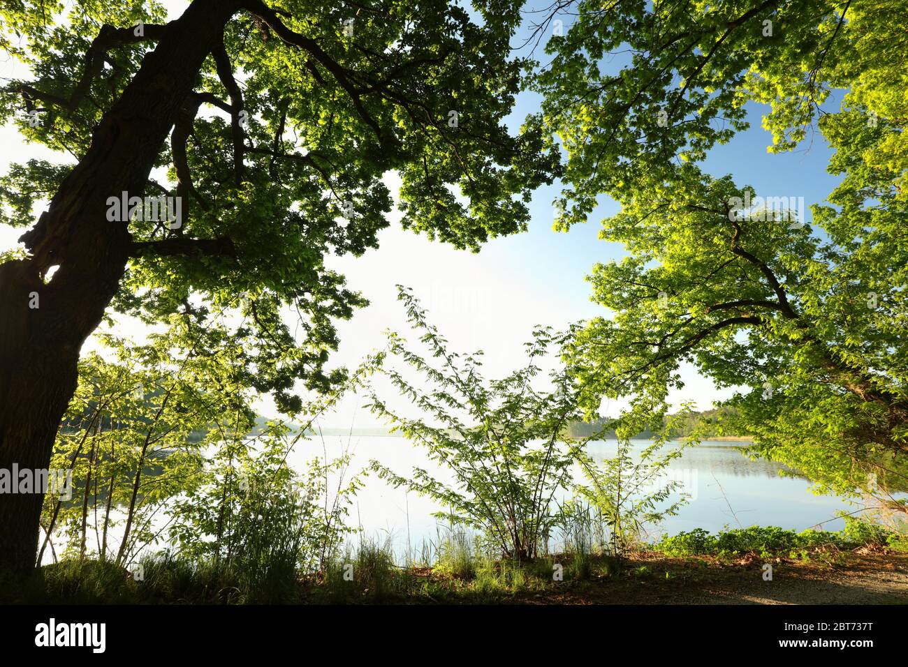 Vivid green background highlighted hi-res stock photography and images ...