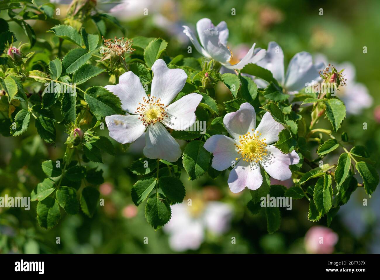 Close-up of the rose Rosa canina, commonly known as the dog rose Stock ...