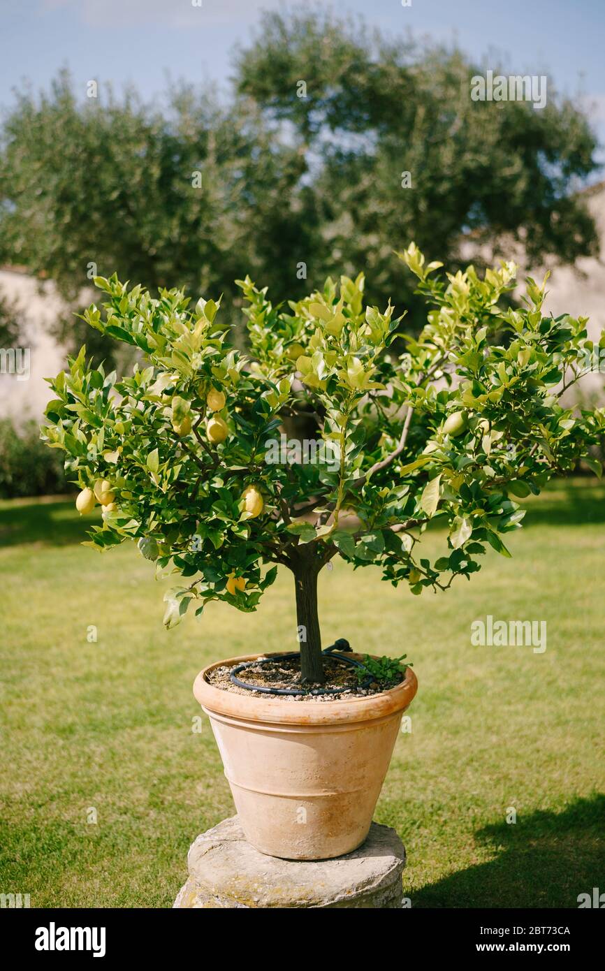 Yellow lemons on a tree, lemon trees in pots Stock Photo - Alamy