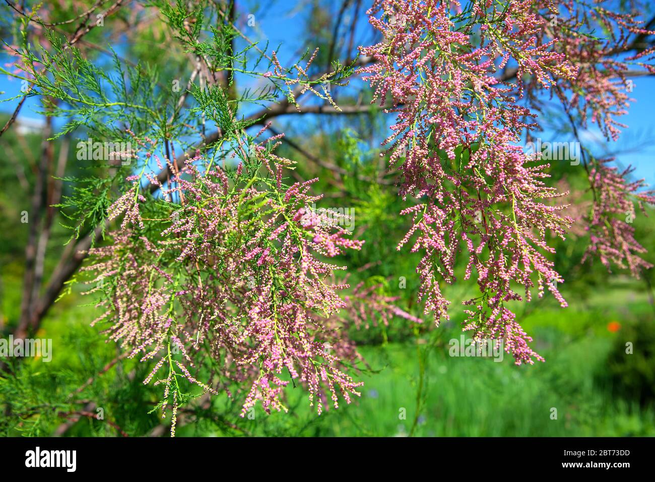 Tamarisk growing hi-res stock photography and images - Alamy
