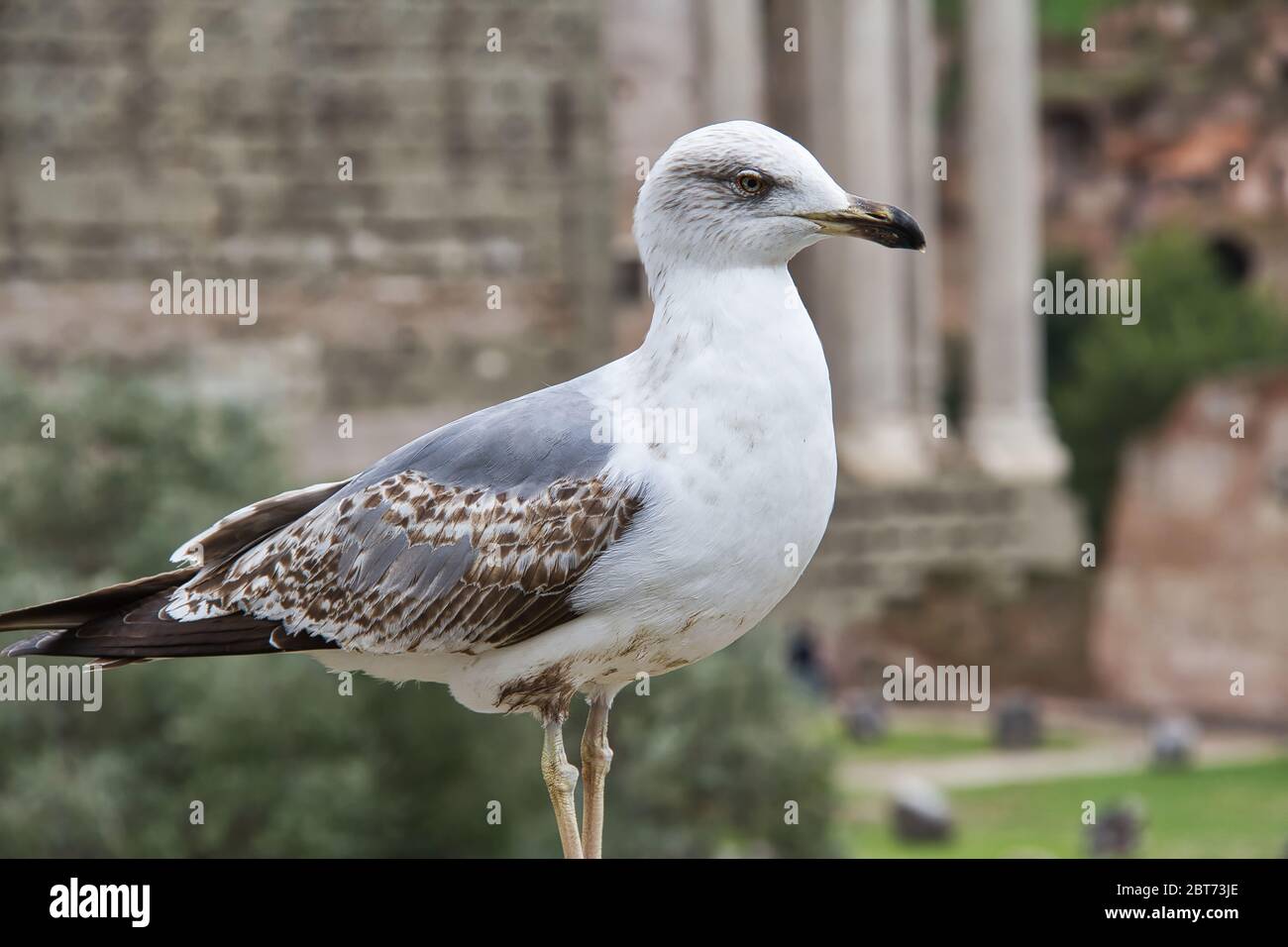 Seagull in Roman Ruins Stock Photo - Alamy