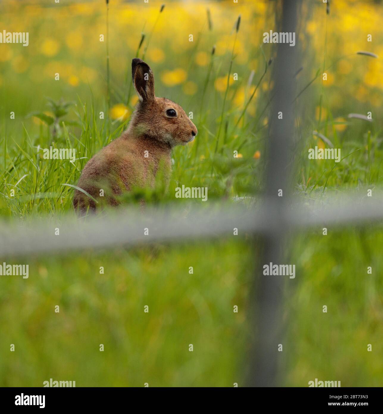 Irish fauna hi-res stock photography and images - Alamy