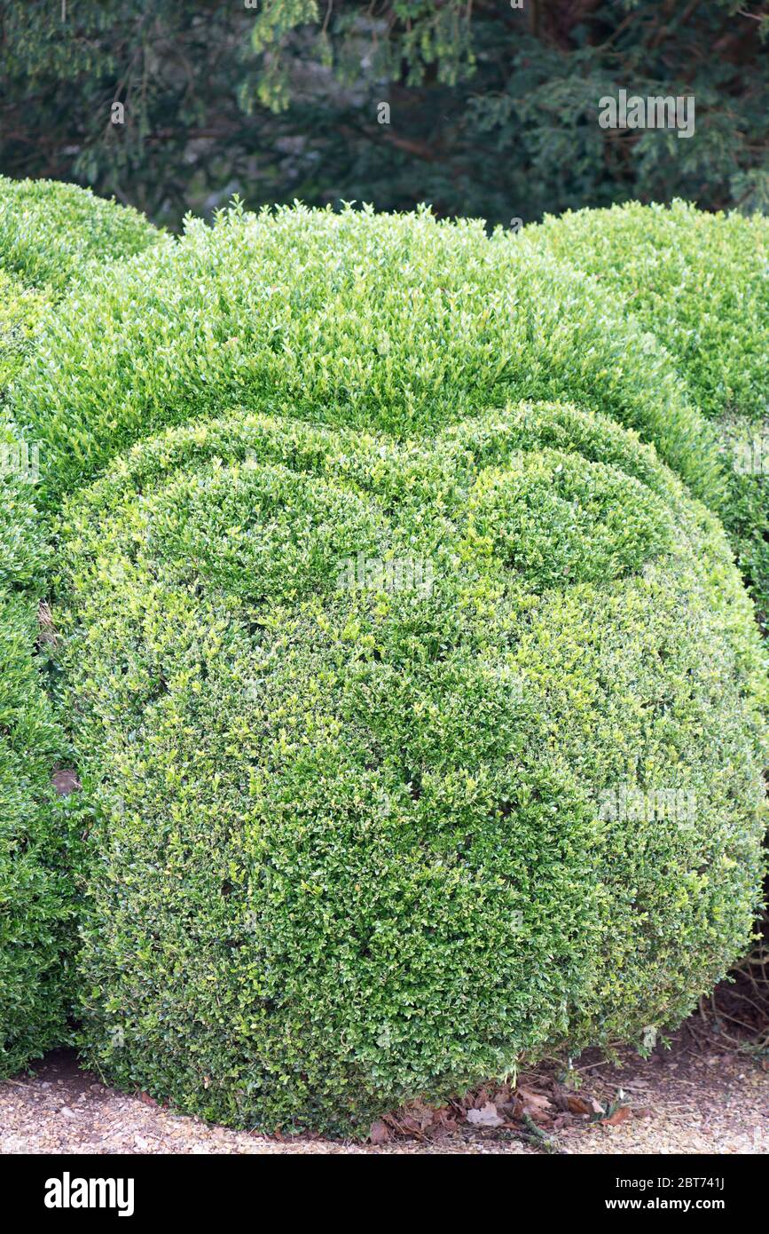 Shaped hedge hi-res stock photography and images - Alamy