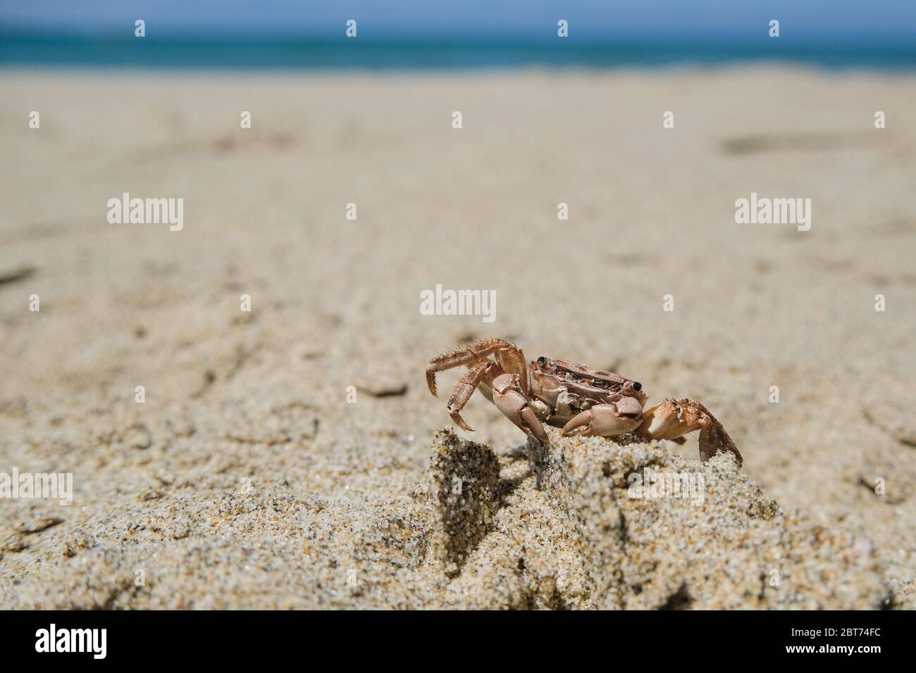 Wild crab close up on sandy sea coast ecosystem,summer animal ...