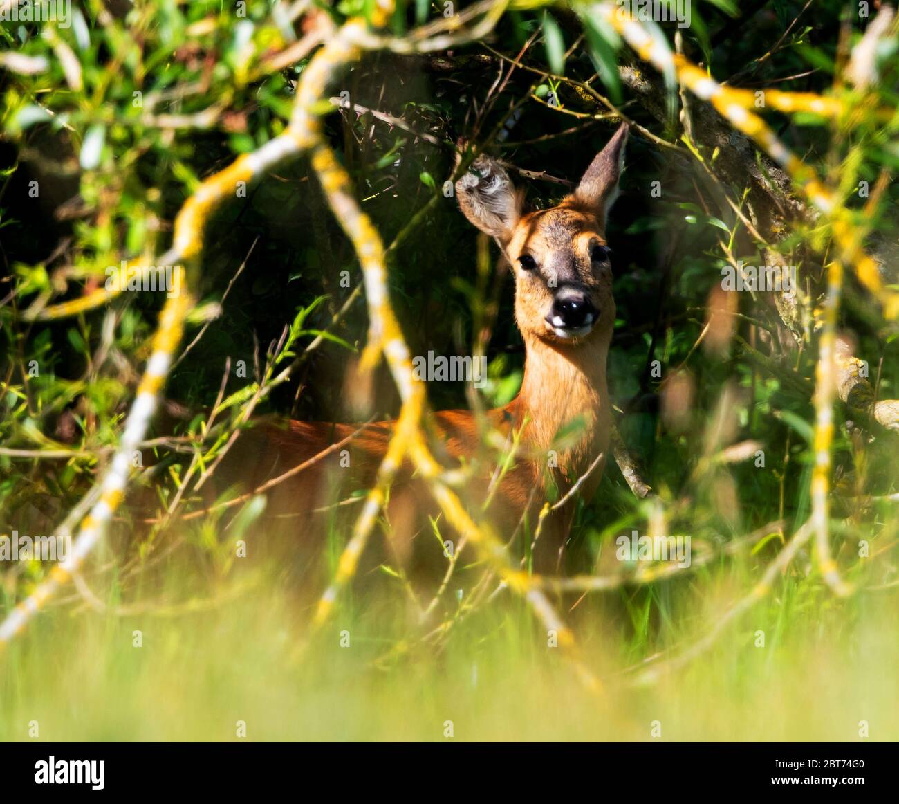 Peaceful Roe Deer doe in the long grass Stock Photo - Alamy