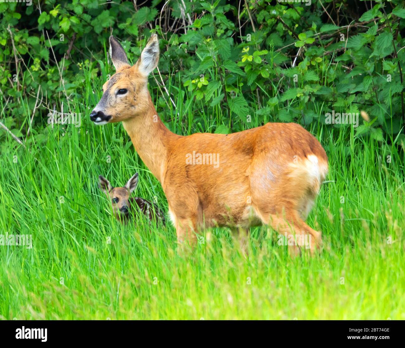 Peaceful Roe Deer doe in the long grass with young fawn Stock Photo - Alamy